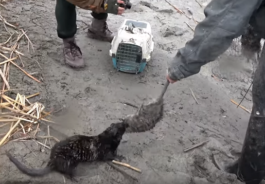 A Different Breed: Hunting With Mink & Dogs with Joseph “The Mink Man ...